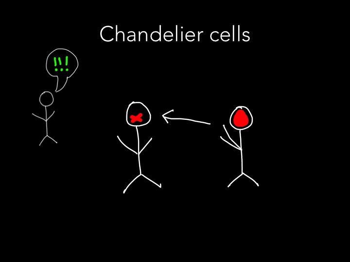 Baskets and Chandeliers : Neurons that keep the balance – IndSciComm