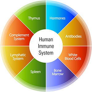 Autoimmune Disease – Understanding the Skynet of our Medical Future ...